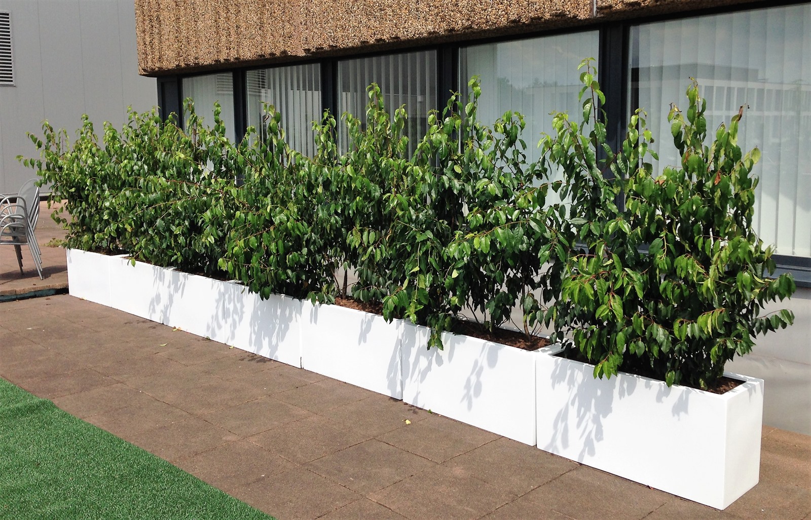Terrasplanten kopen of huren? Verkoop en verhuur van planten voor uw terras