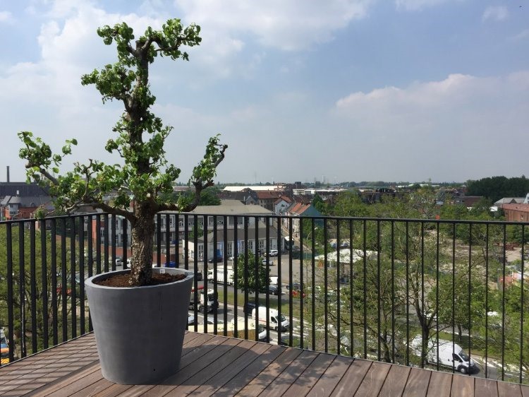 Terrasplanten kopen of huren? Verkoop en verhuur van planten voor uw terras